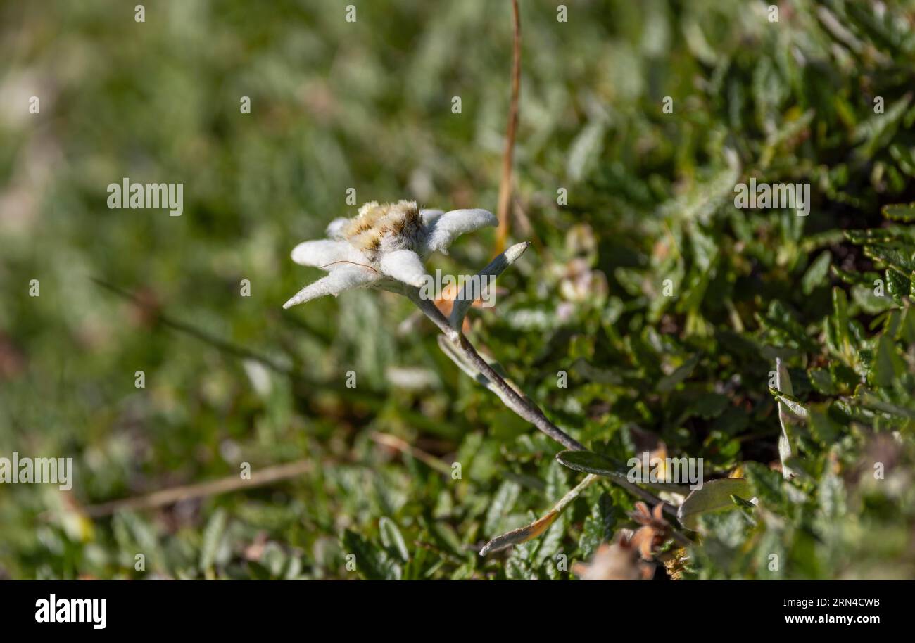White flower alpine plant hi-res stock photography and images - Alamy