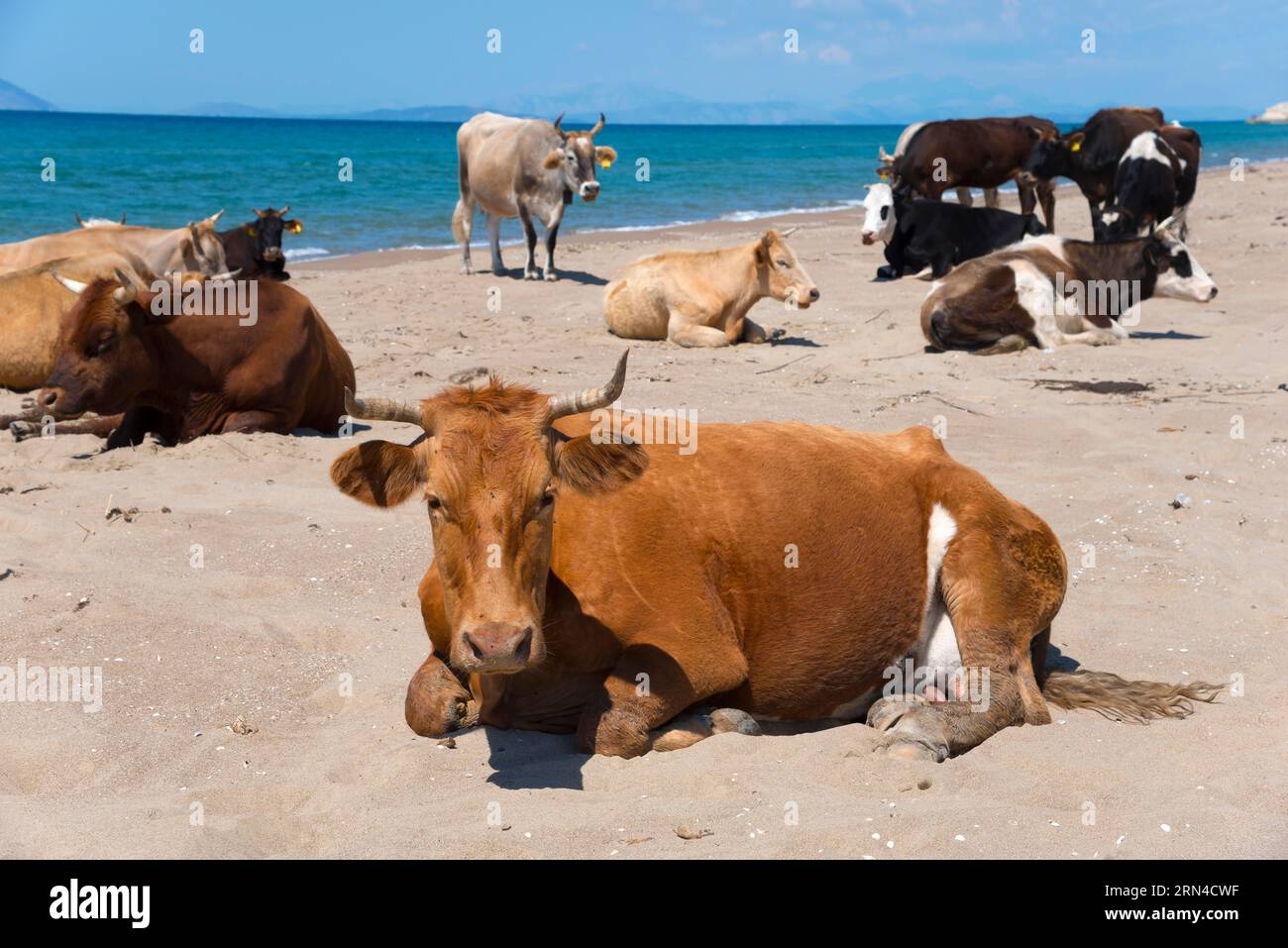 Free-range cows on the beach, Kalogria, Achaia, Peloponnese, Greece ...