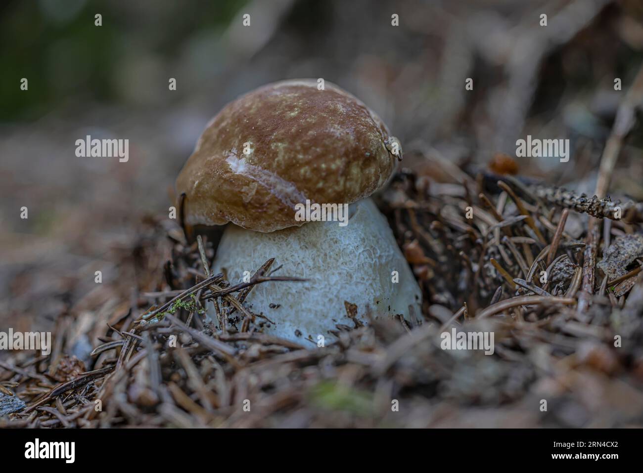Boletus, Man's mushroom, Spruce mushroom Stock Photo - Alamy