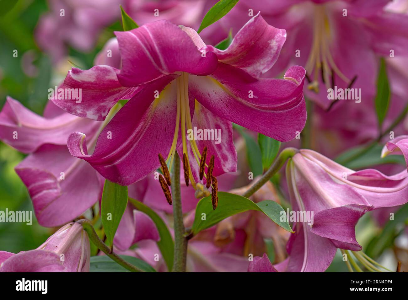 Lilium flower hi-res stock photography and images - Alamy