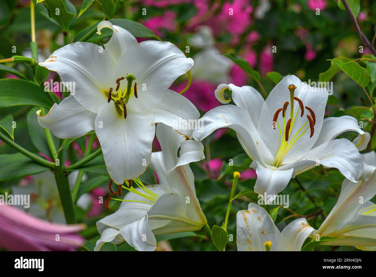 Liliaceae flower hi-res stock photography and images - Alamy