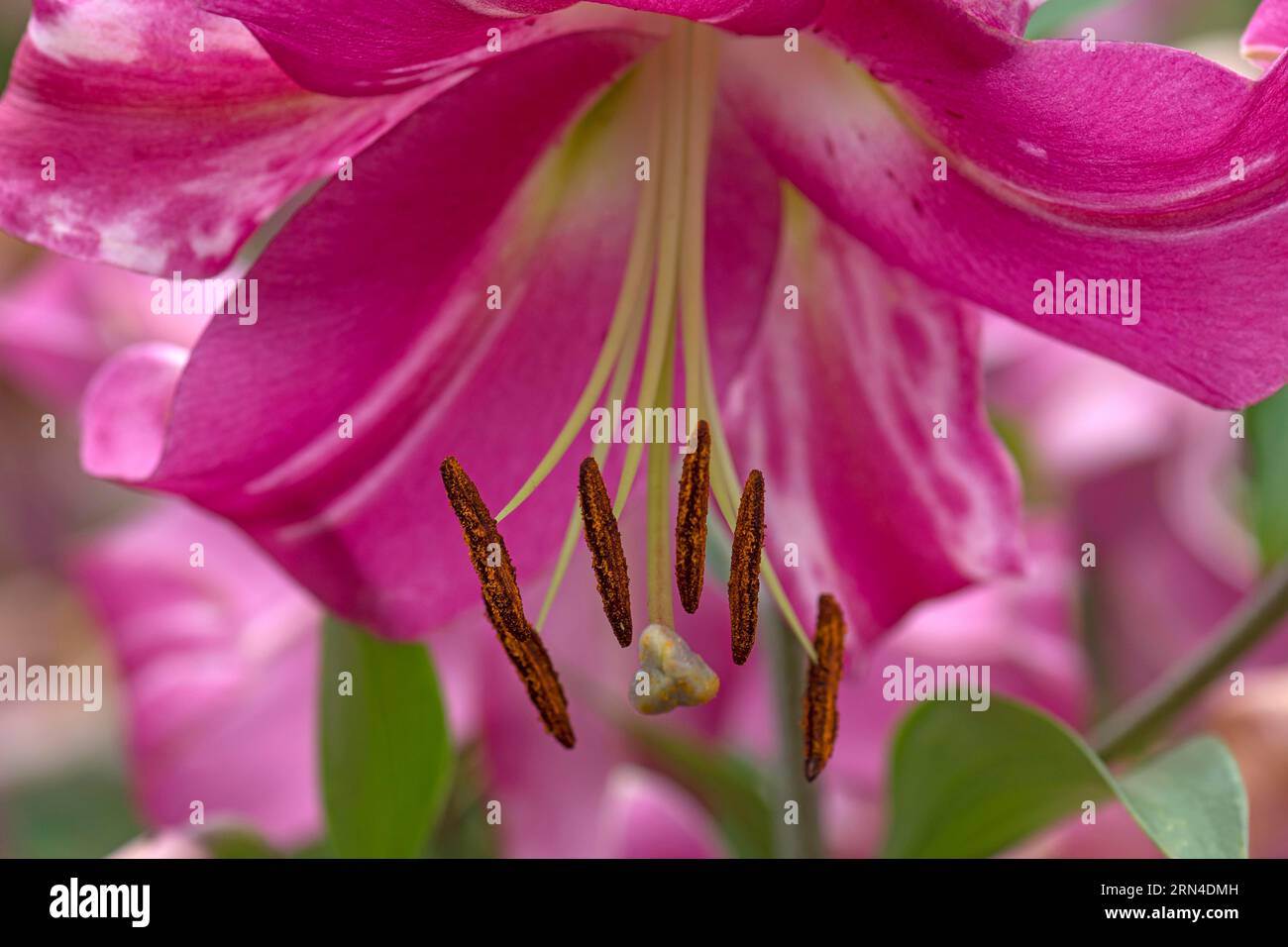 Stamens of a lily (Lilium), . Bavaria, Germany Stock Photo - Alamy