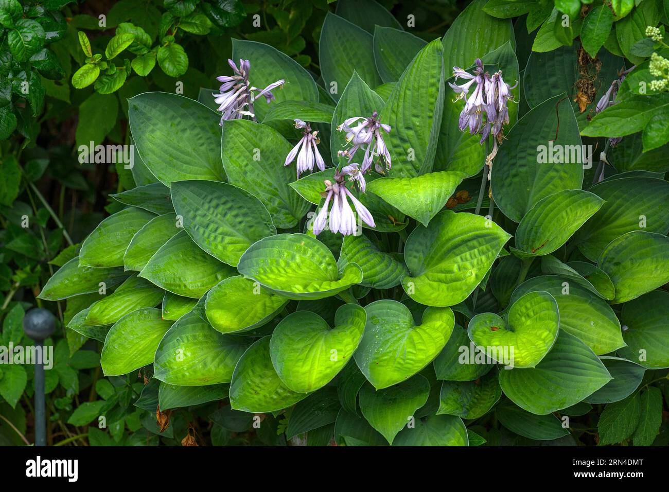 Flowering Hosta, Bavaria, Germany Stock Photo - Alamy