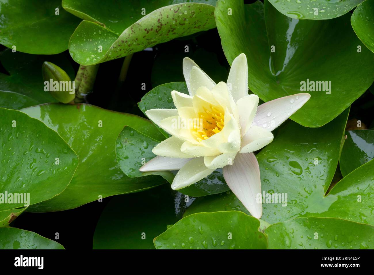 Water lily, white (Nymphaea alba), water drop, Baden-Wuerttemberg ...