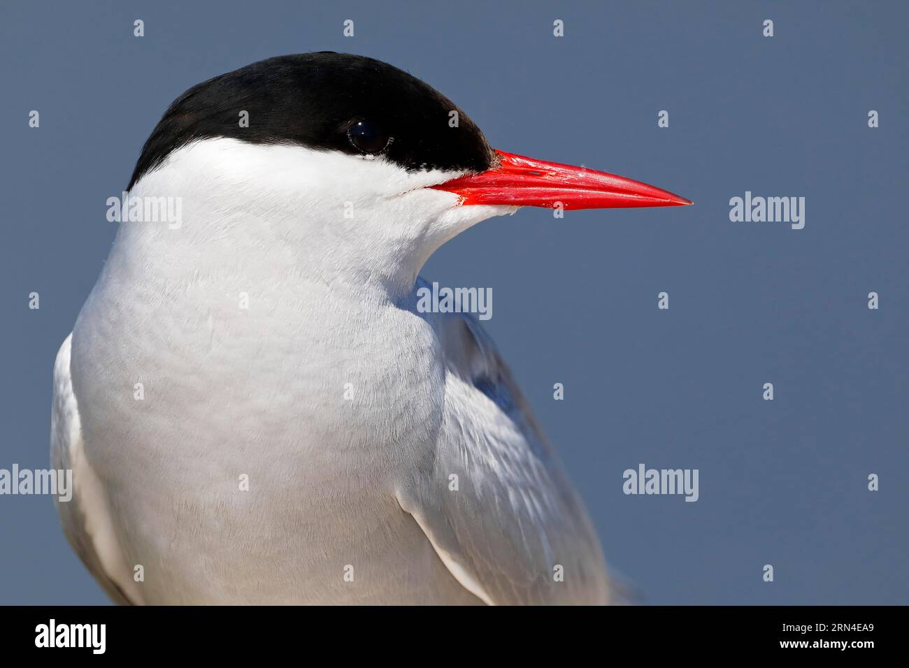 Arctic tern (Sterna paradisaea), animal portrait, Schleswig-Holstein ...