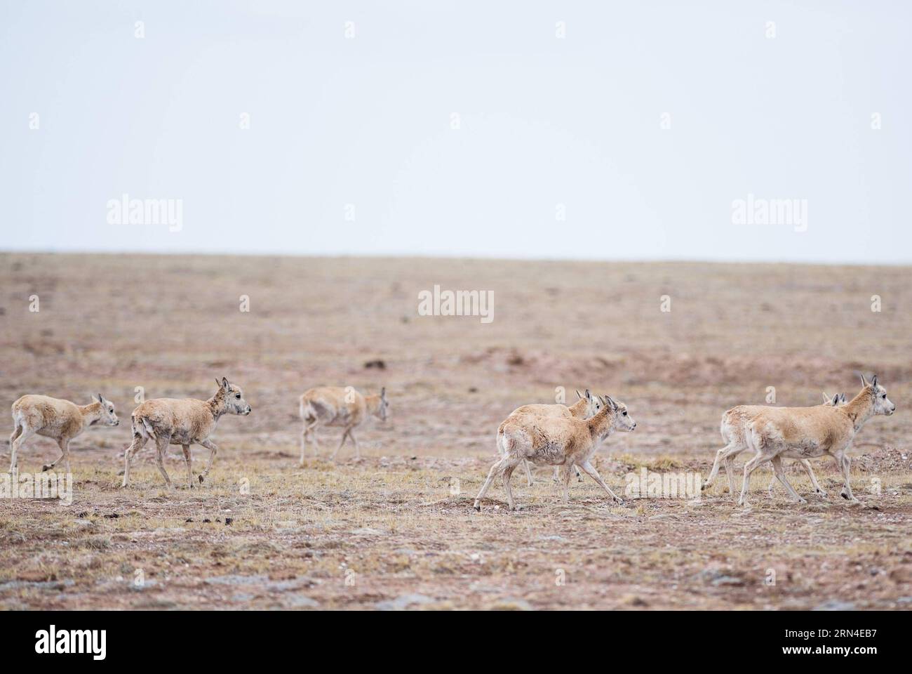 Tibetan antelope migration hi-res stock photography and images - Alamy