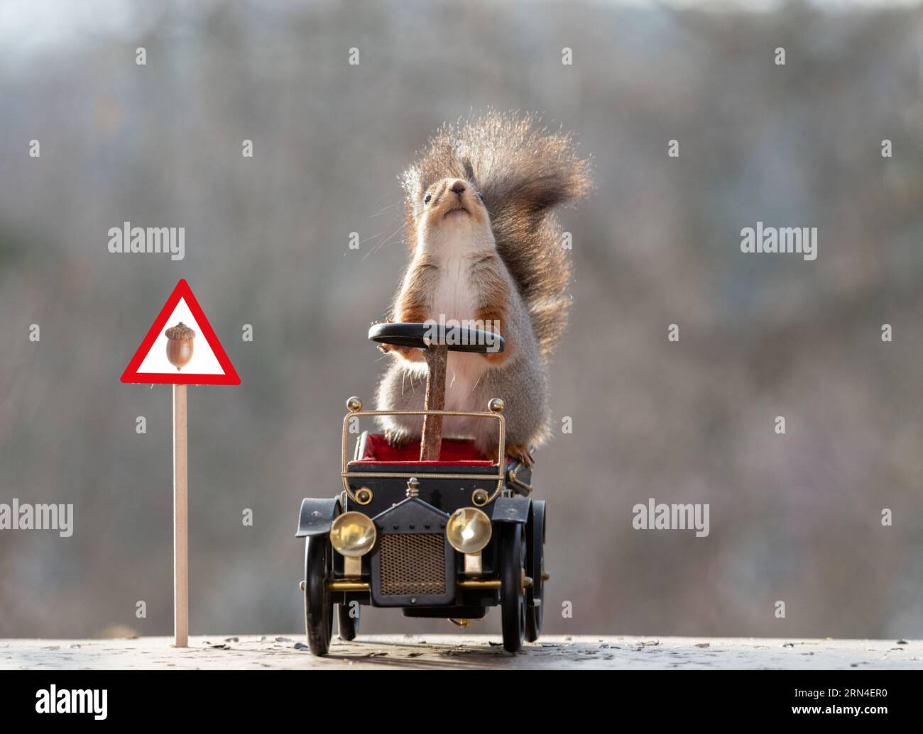 Squirrel at traffic light hi-res stock photography and images - Alamy
