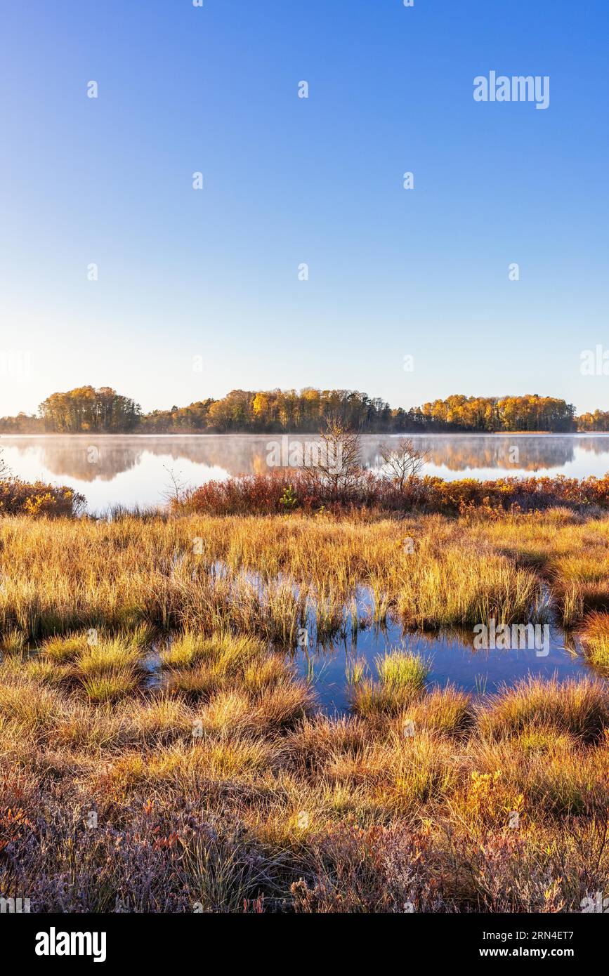 Lakeshore at a wetland by a mirror-like lake on an autumn day, Sweden ...