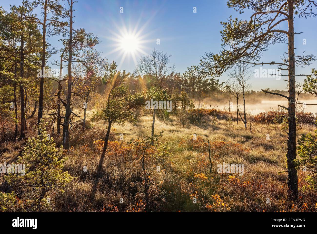 Beautiful forest sweden hi-res stock photography and images - Alamy