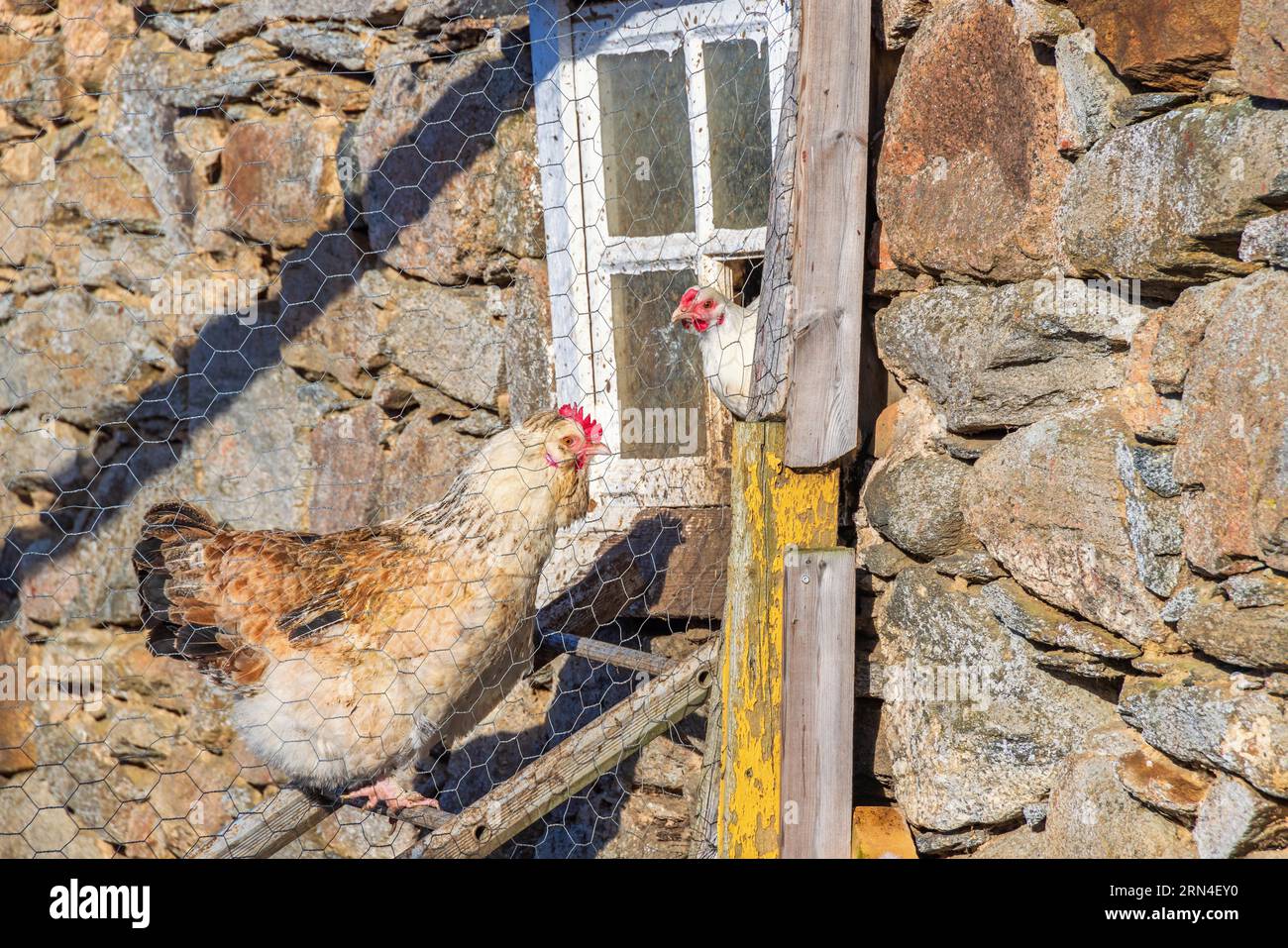 Hens on a ladder at a country chicken farm Stock Photo - Alamy