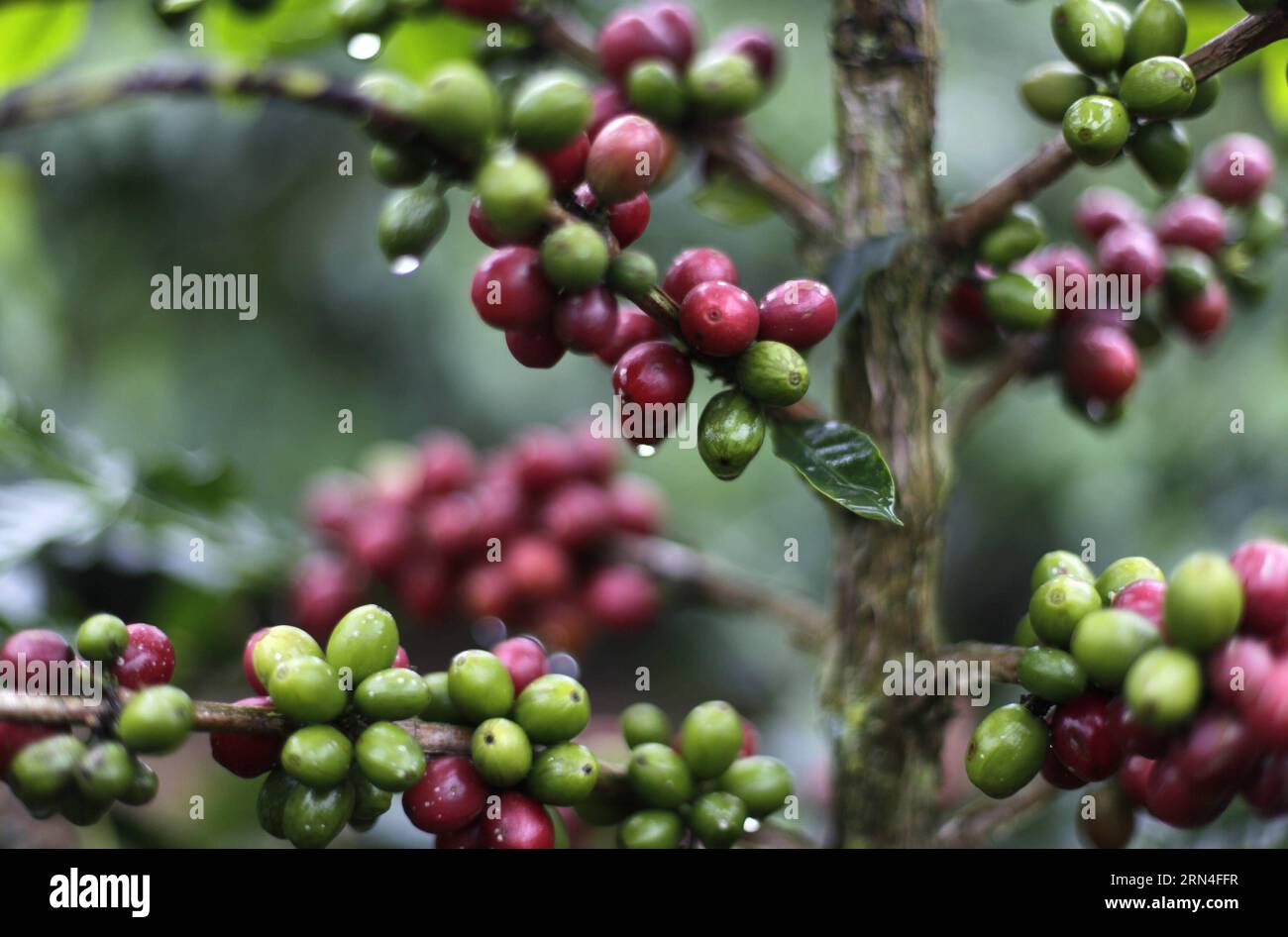 Image taken on April 20, 2011 shows coffee beans at La Tebaida Village ...