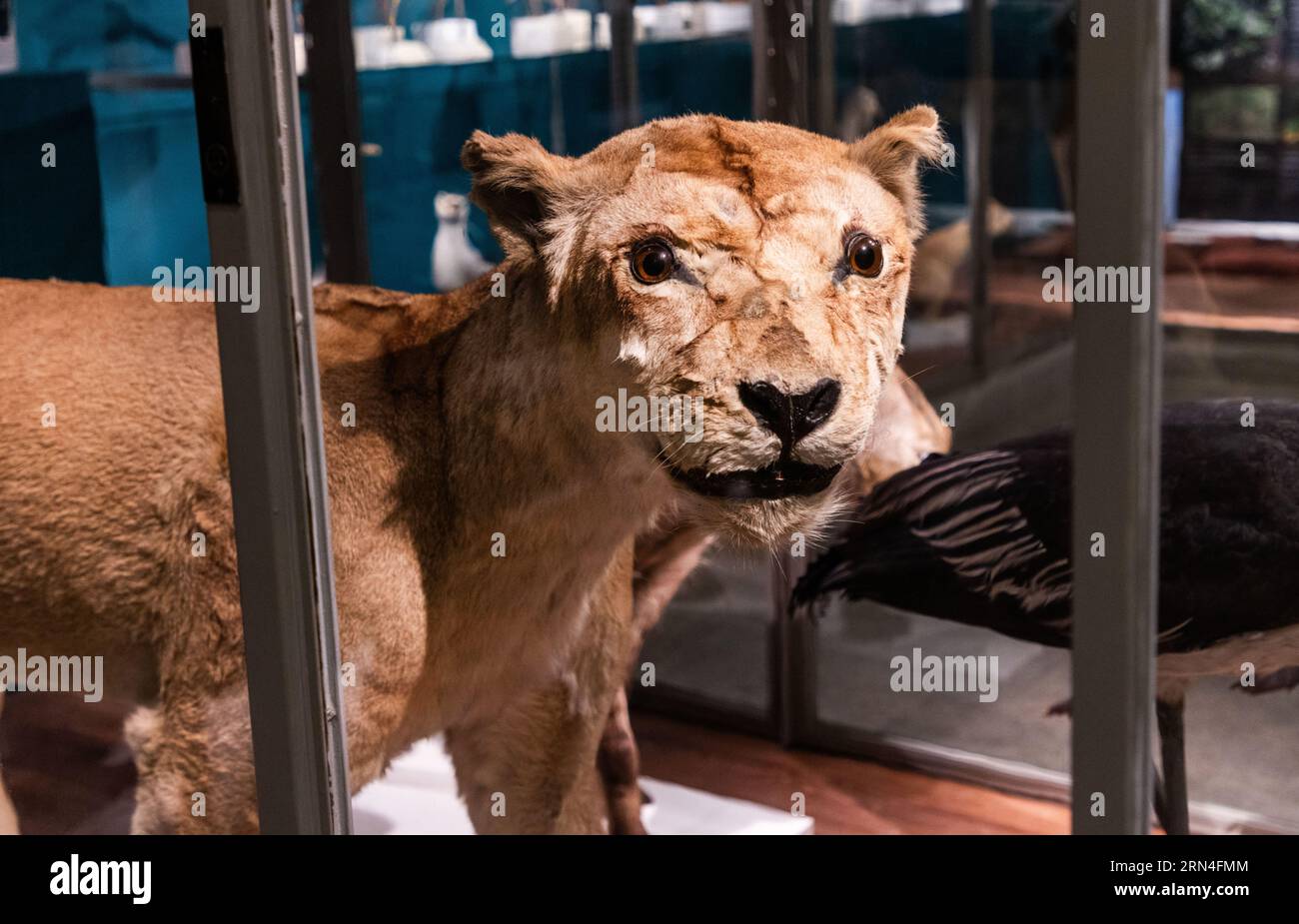 Panthera Leo Evolution