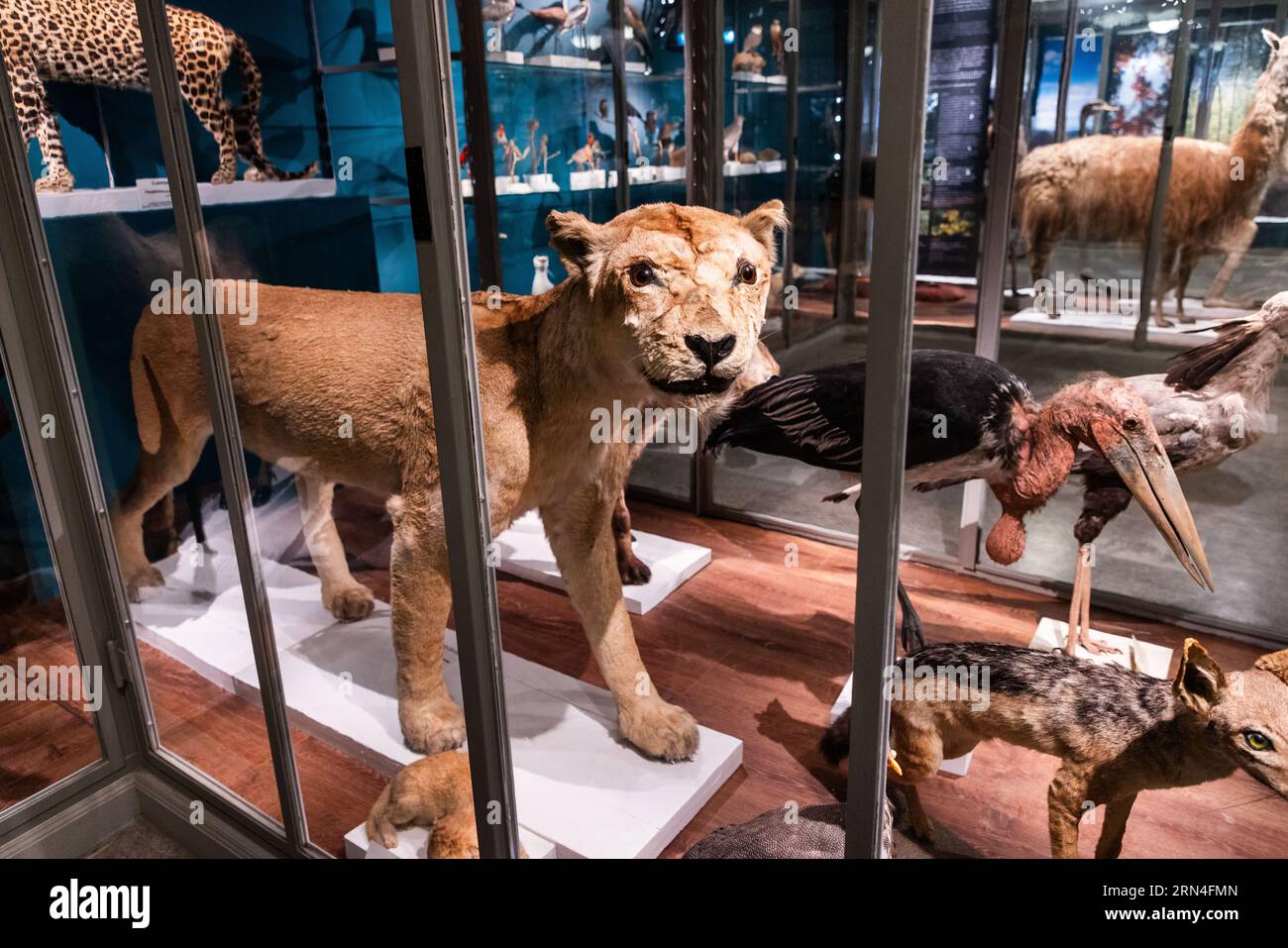 Panthera Leo Evolution