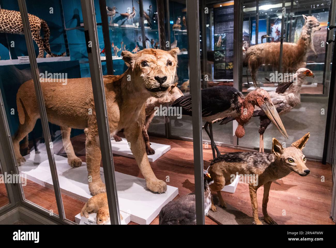 Foreign fauna, here The lion (Panthera leo), at the Museum of Evolution (In swedish ...