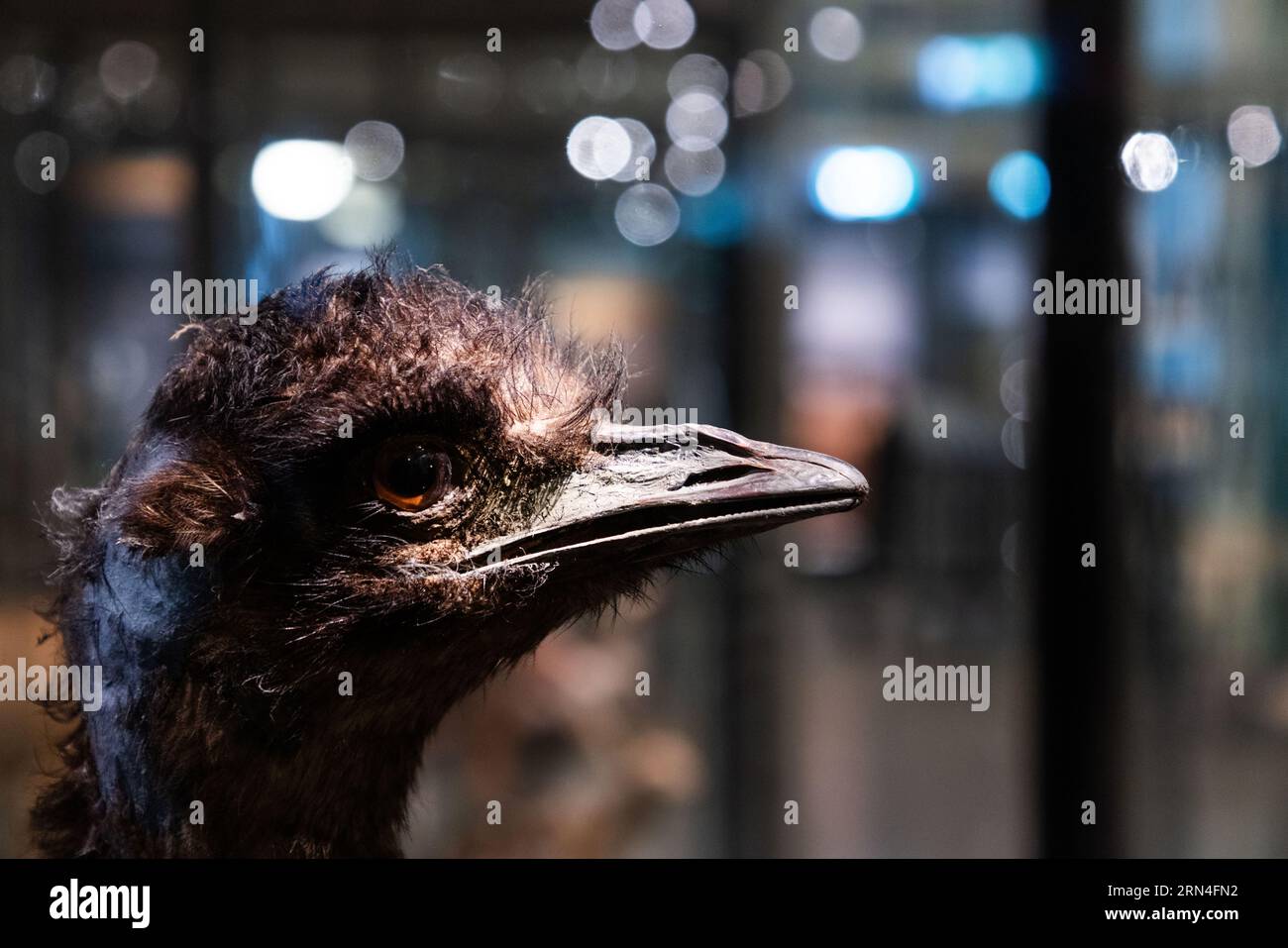 New holland emu hi-res stock photography and images - Alamy