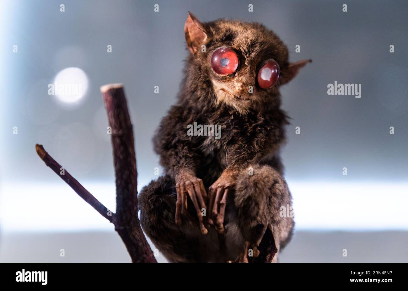 Utlandsk hi-res stock photography and images - Alamy