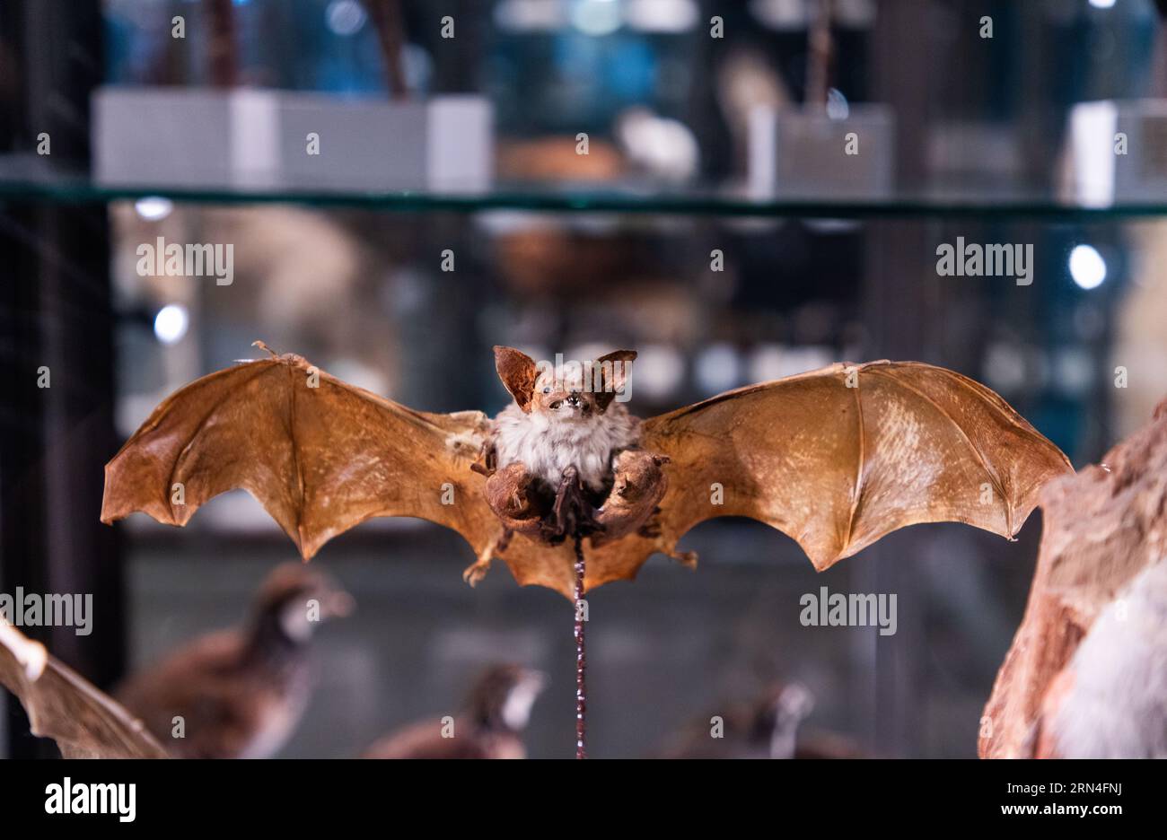 Foreign bat hi-res stock photography and images - Alamy