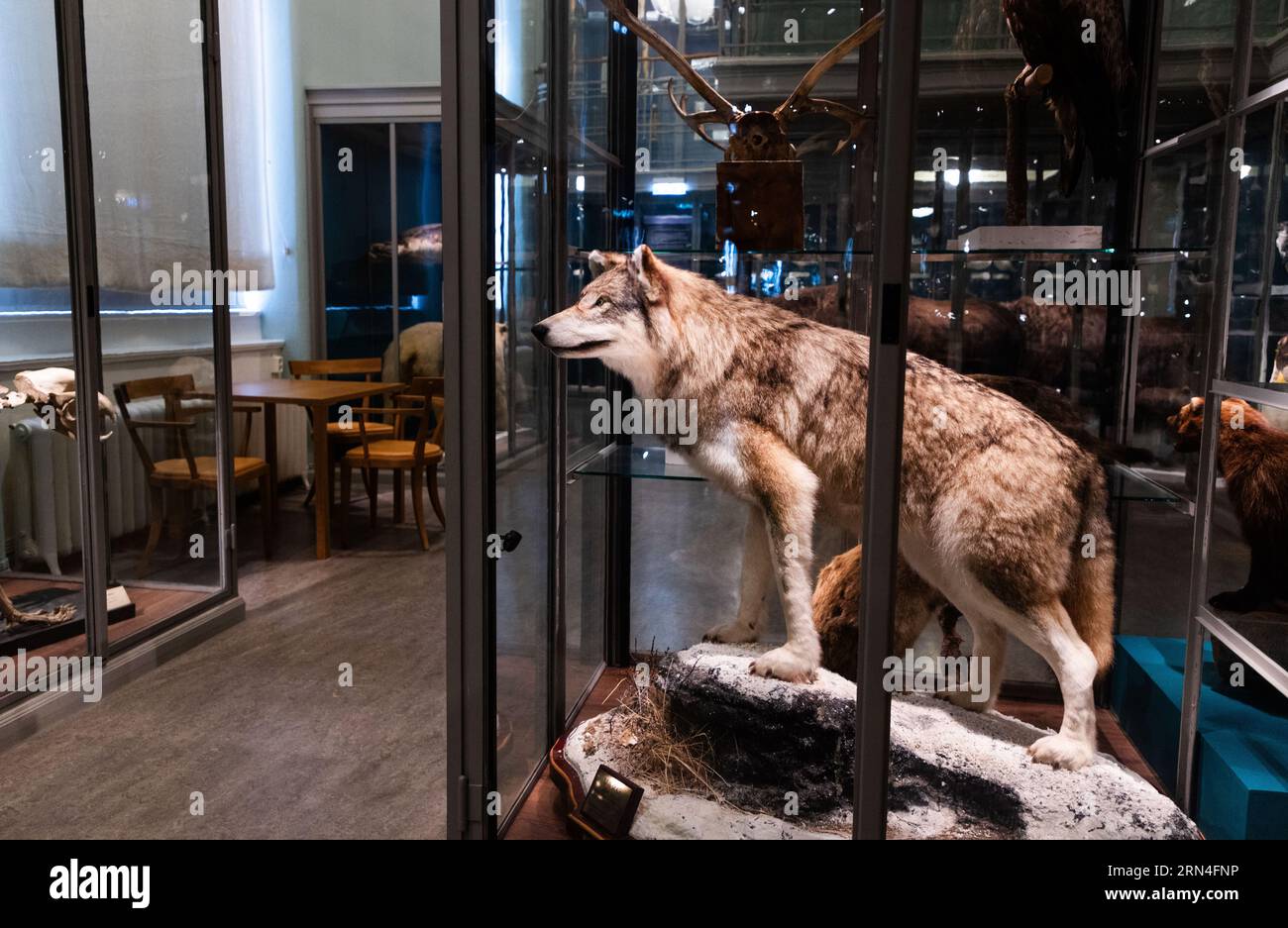 Foreign fauna, here The wolf, Canis lupus, also known as the gray wolf ...