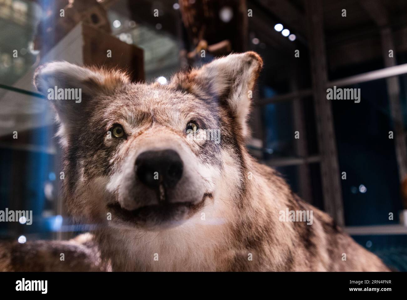 Foreign fauna, here The wolf, Canis lupus, also known as the gray wolf ...