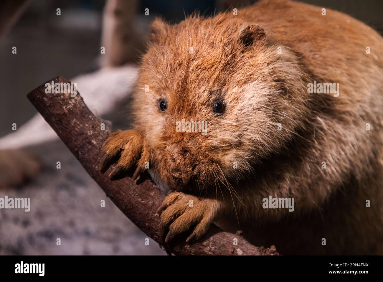 Utlandsk fauna hi-res stock photography and images - Alamy