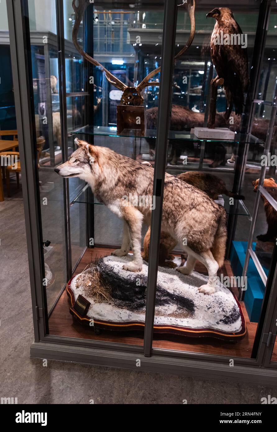 Foreign fauna, here The wolf, Canis lupus, also known as the gray wolf ...