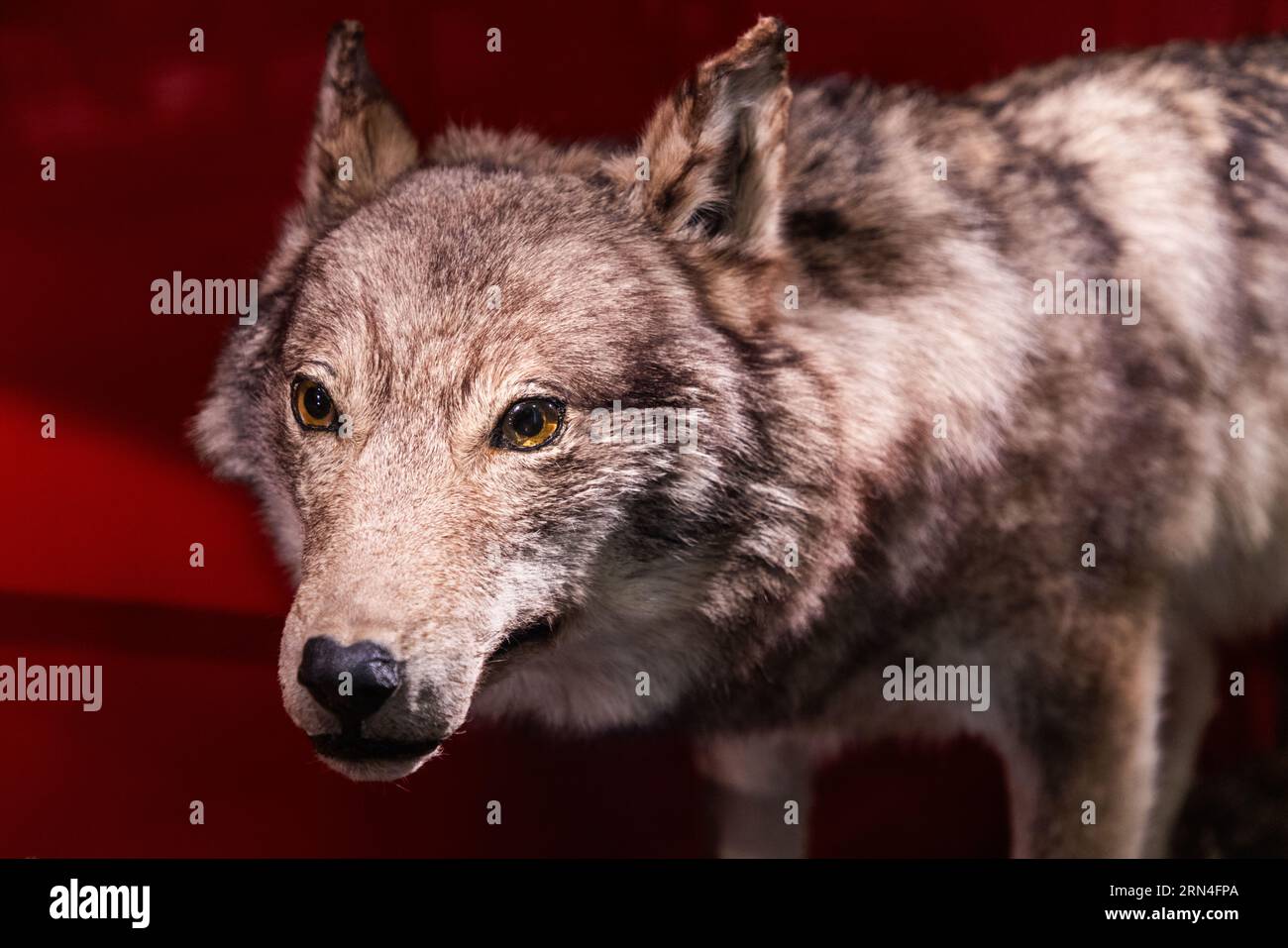 Svensk fauna hi-res stock photography and images - Alamy
