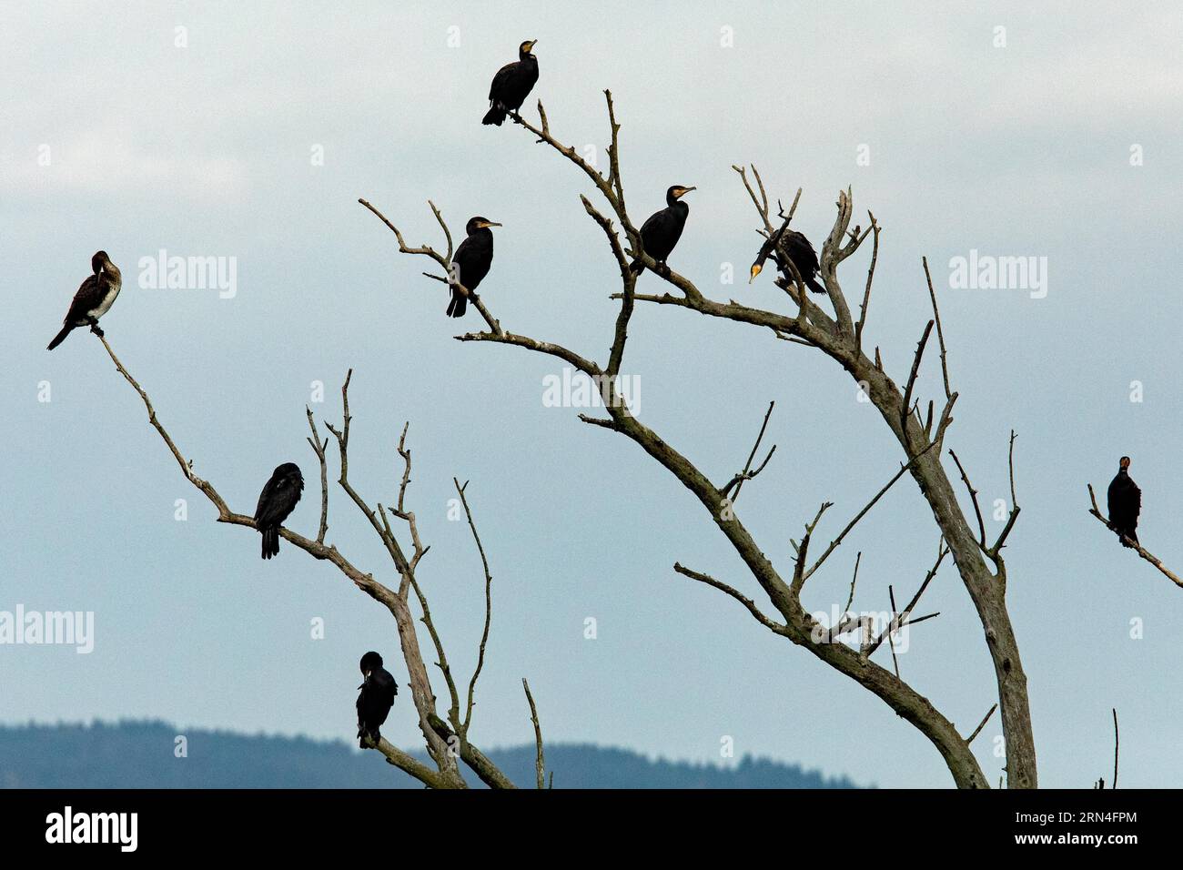Cormorant eight birds sitting on branches side by side seeing different ...