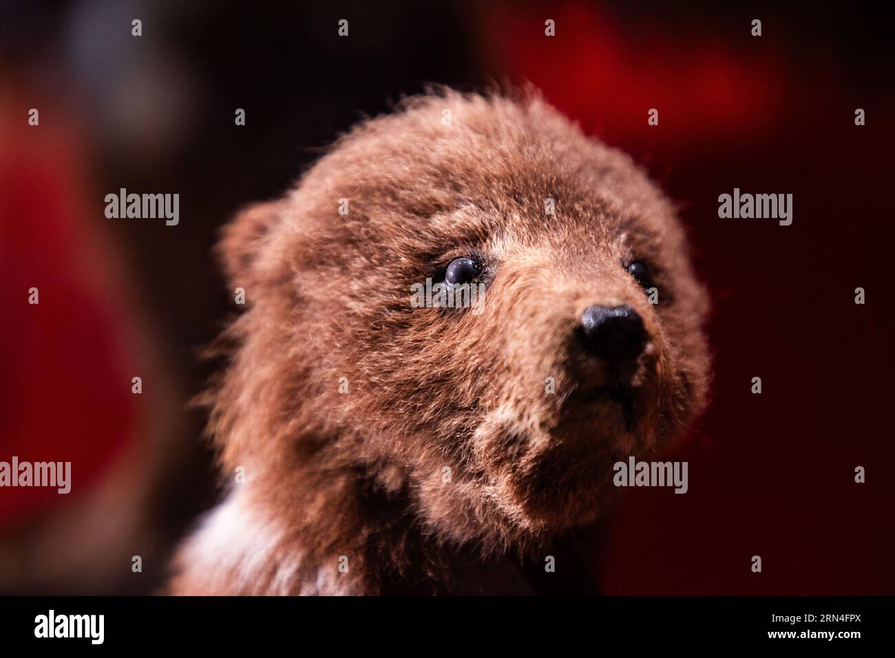 Swedish fauna, here The brown bear (from Stockholm, Skansen, 1937 ...