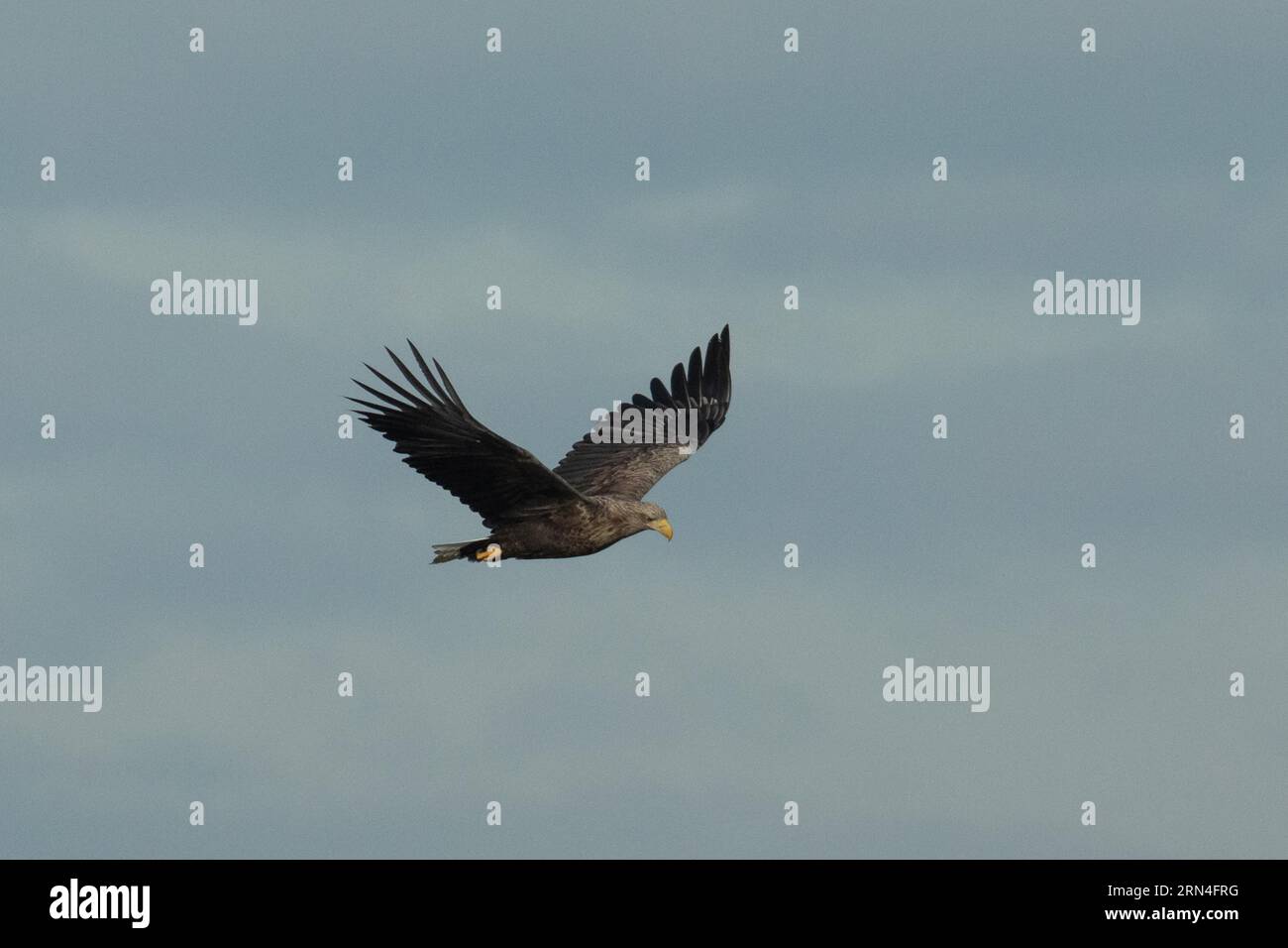 White-tailed eagle with open wings flying right looking against blue ...