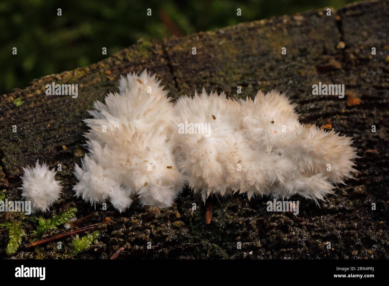 White cushion fungus one fruiting body cushion-shaped whitish-yellow ...