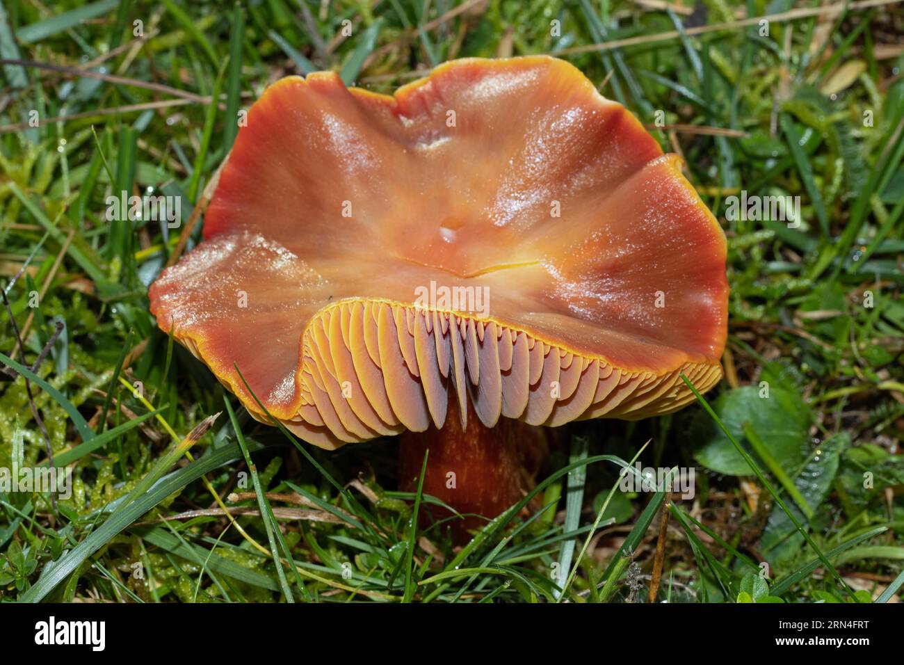Cherry red sapling Fruiting body with cherry red cap and stalk in green ...