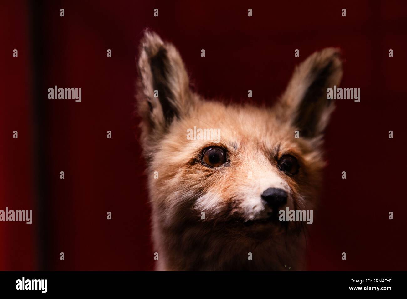 Vanlig rav hi-res stock photography and images - Alamy