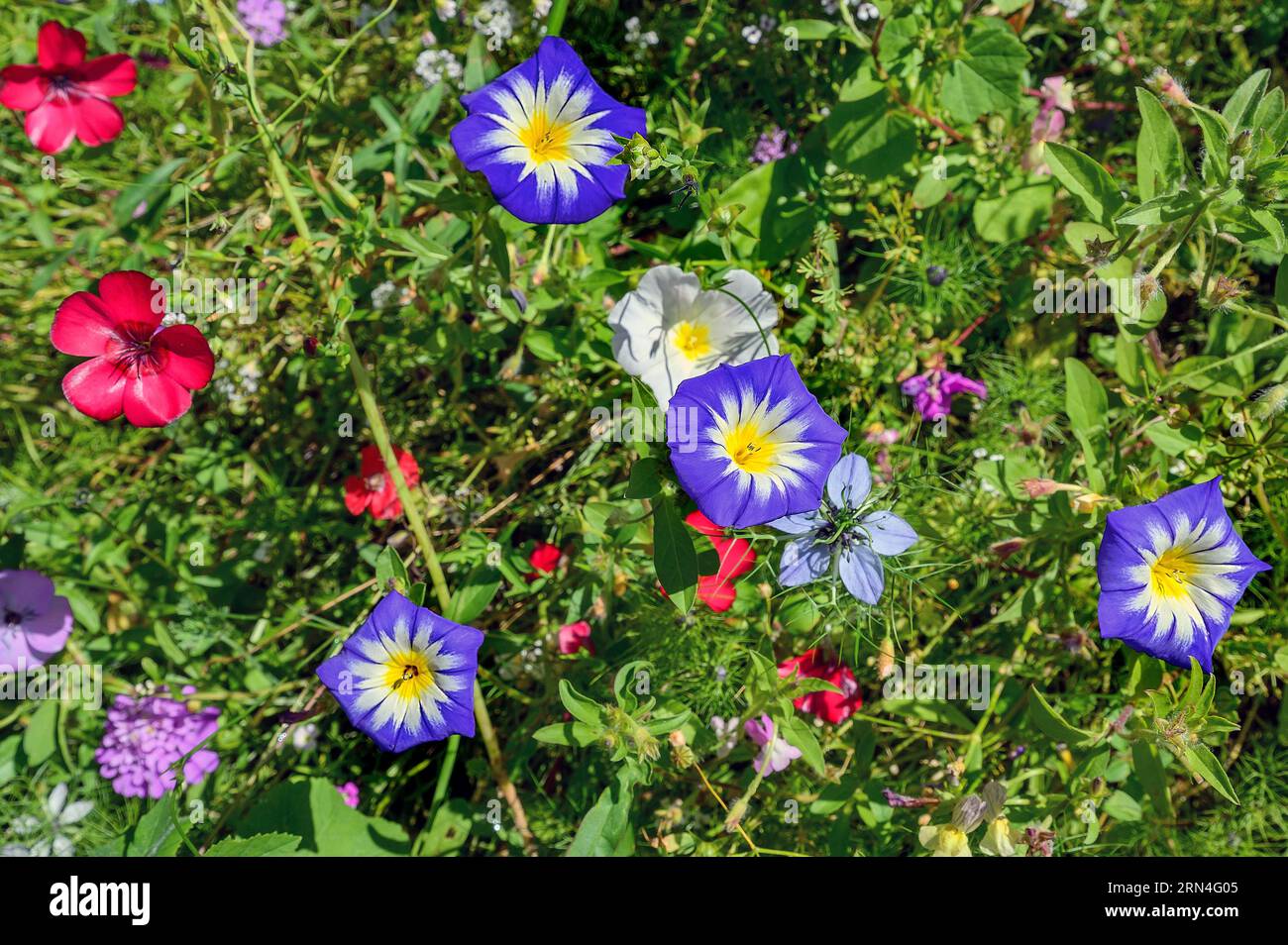 Convolvulus tricolor red hi-res stock photography and images - Alamy