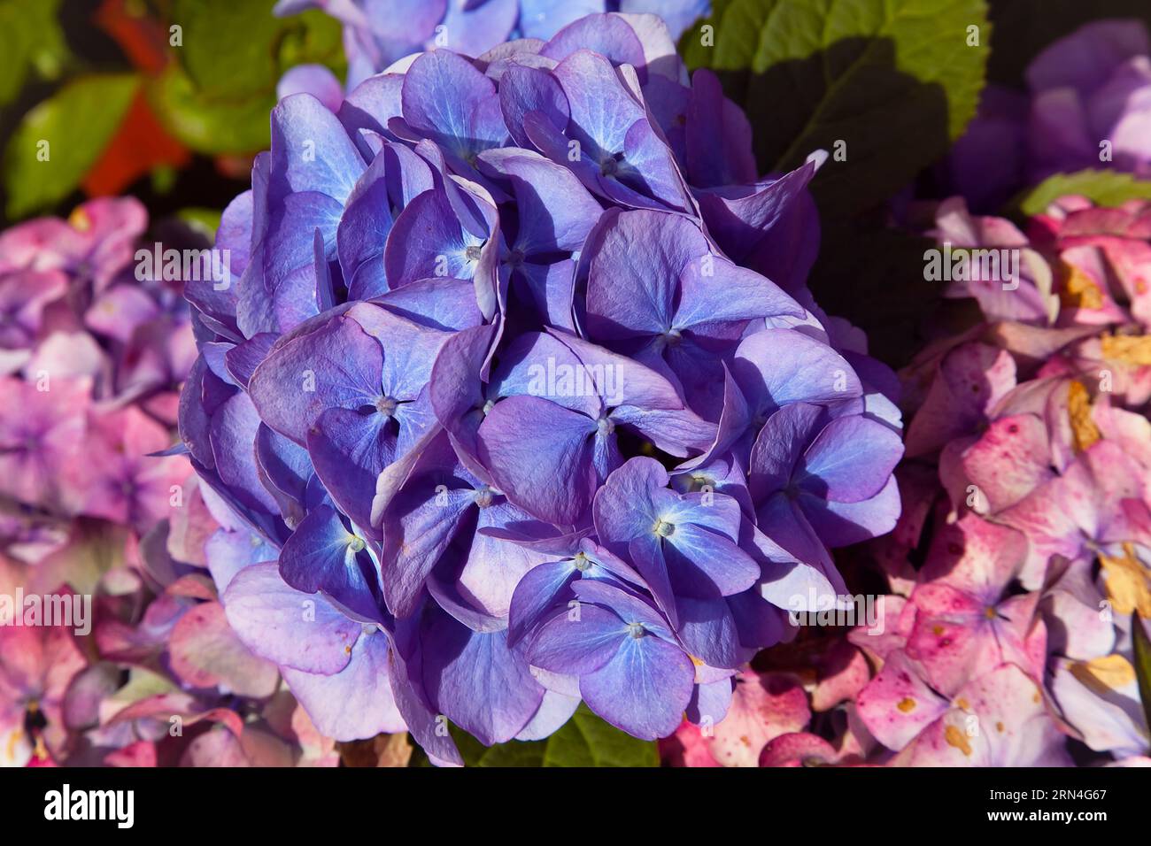Plants, Flowers, Hydrangea, Close up of pink and mauve coloured flowers ...