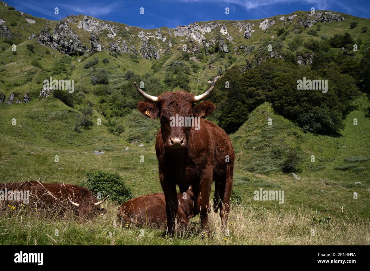 Salers cattle, dairy cow, special for raw milk cheese Cantal, Puy de ...