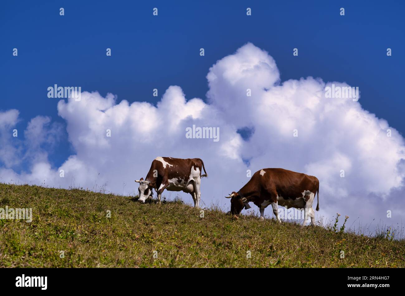 Dairy cows in the pasture, clouds, Melchsee-Frutt, Kerns, Canton ...