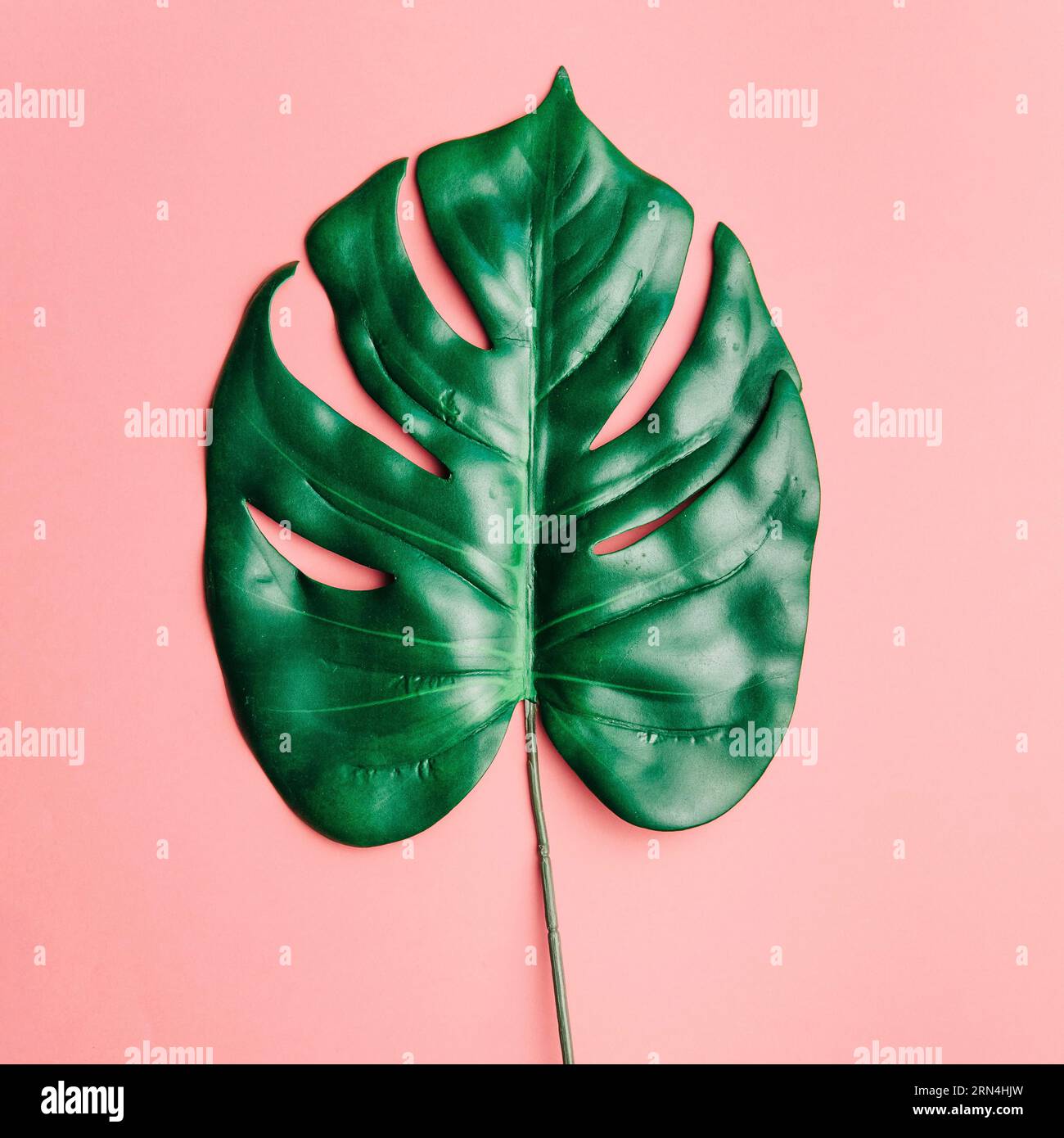 Shiny leaf hi-res stock photography and images - Alamy