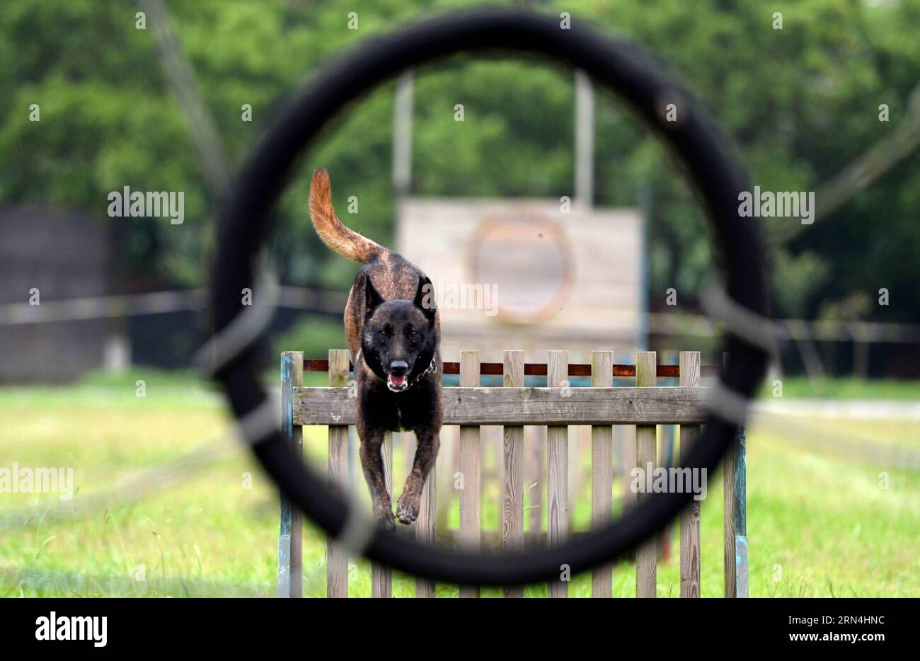 Sar dog hi-res stock photography and images - Alamy