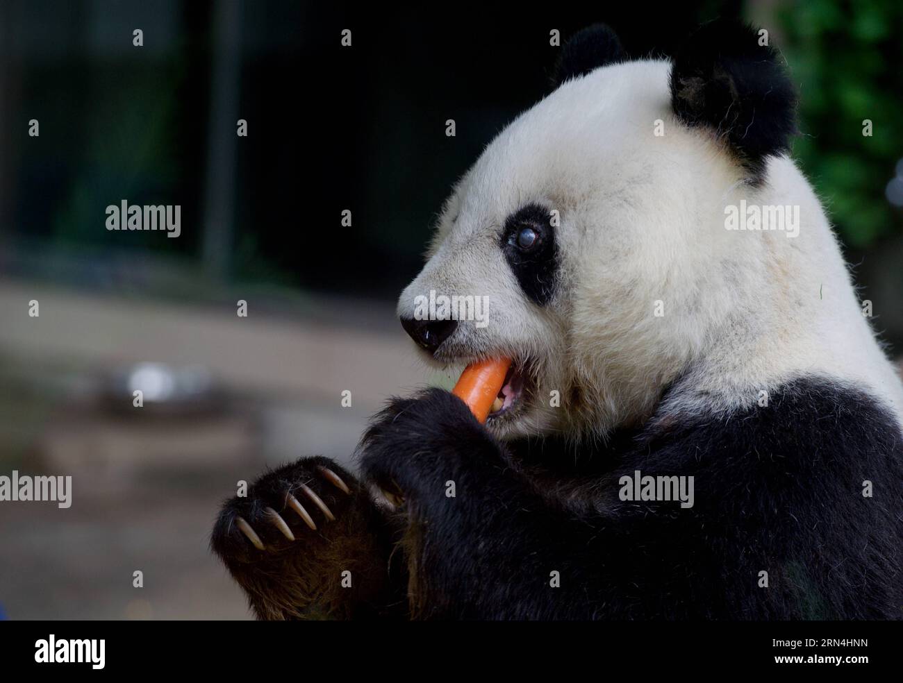 (150521) -- FUZHOU, May 21, 2015 -- The 35-year-old giant panda Basi ...
