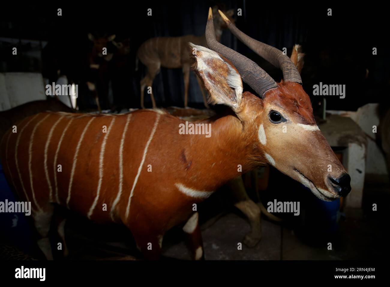 Eastern bongo antelope in forest hi-res stock photography and images ...
