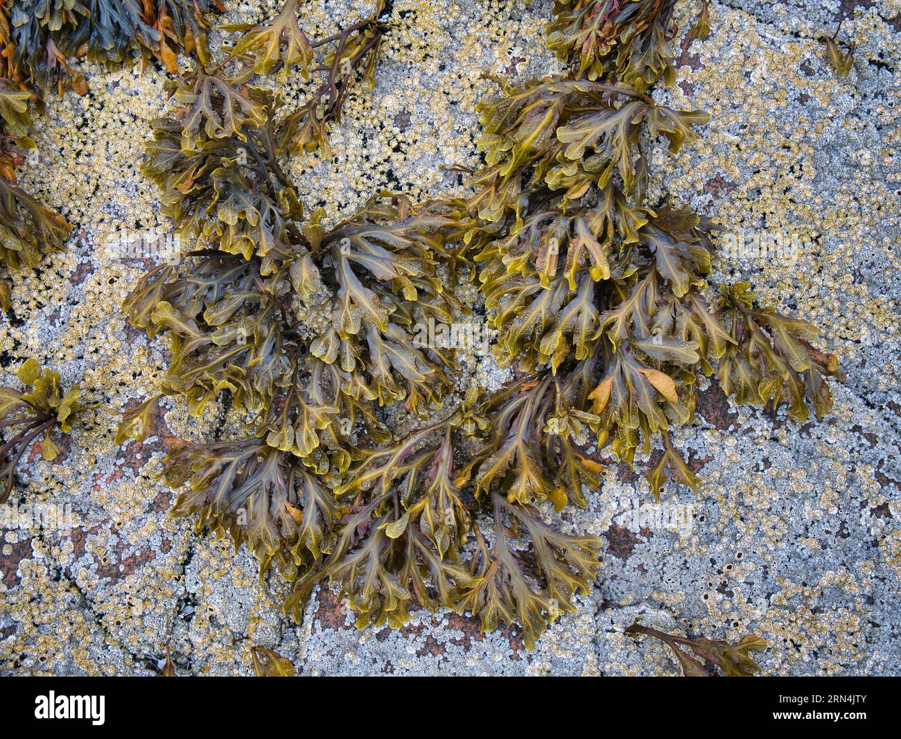 Bladderwrack seaweed (Fucus Vesiculosus) growing on a barnacle ...