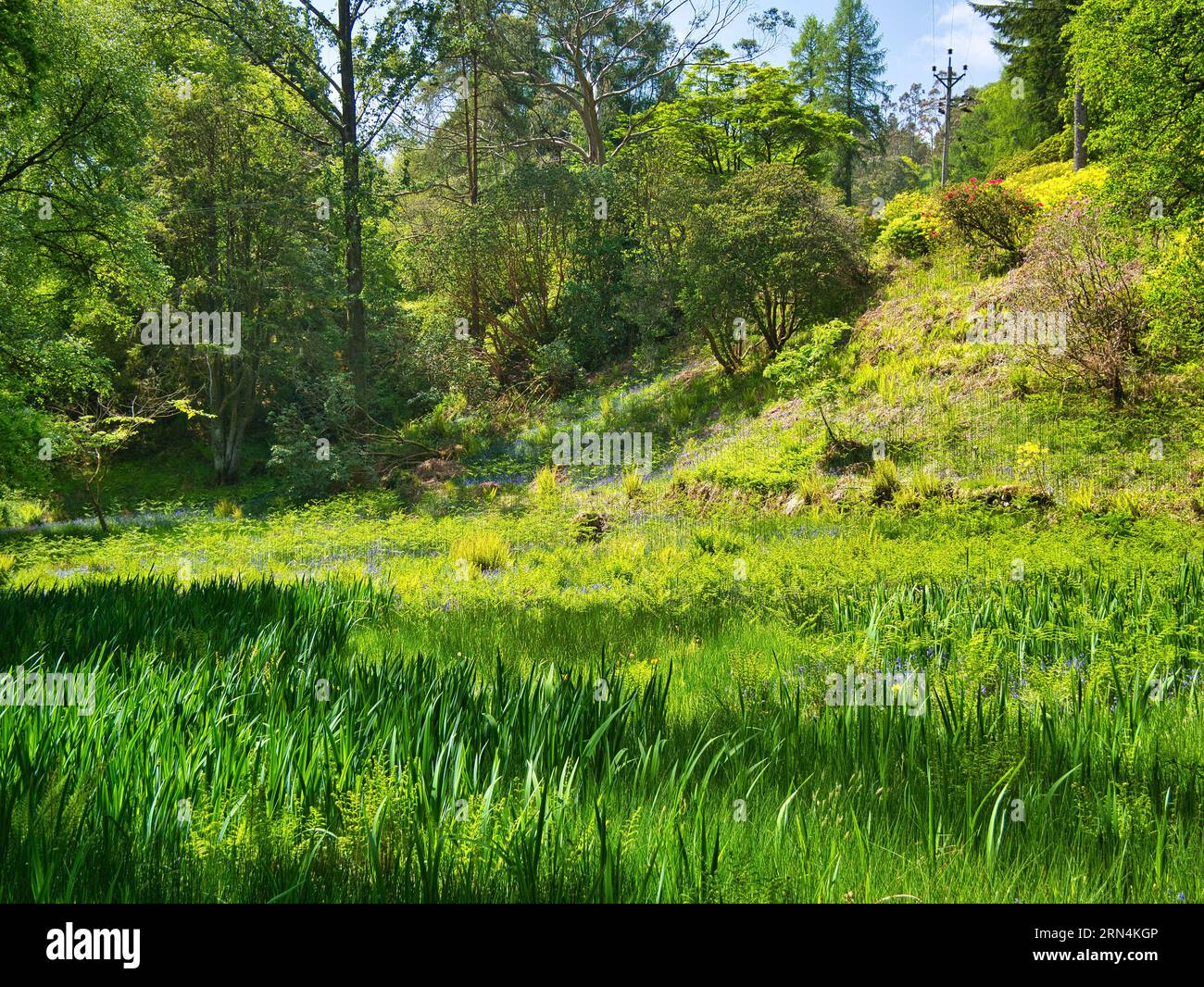 Secluded glade hi-res stock photography and images - Alamy