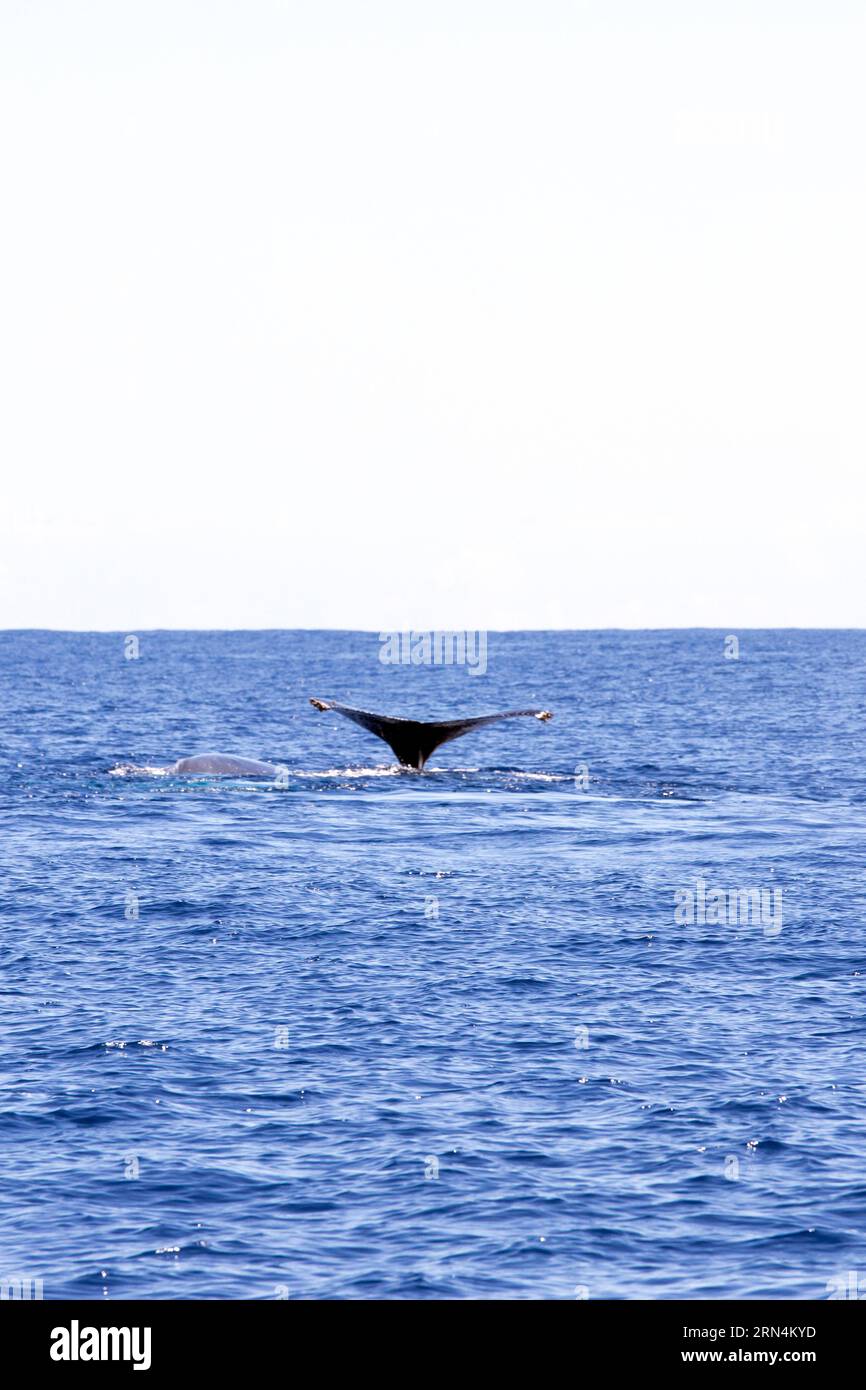 Humpback whale breaching ship hi-res stock photography and images - Alamy