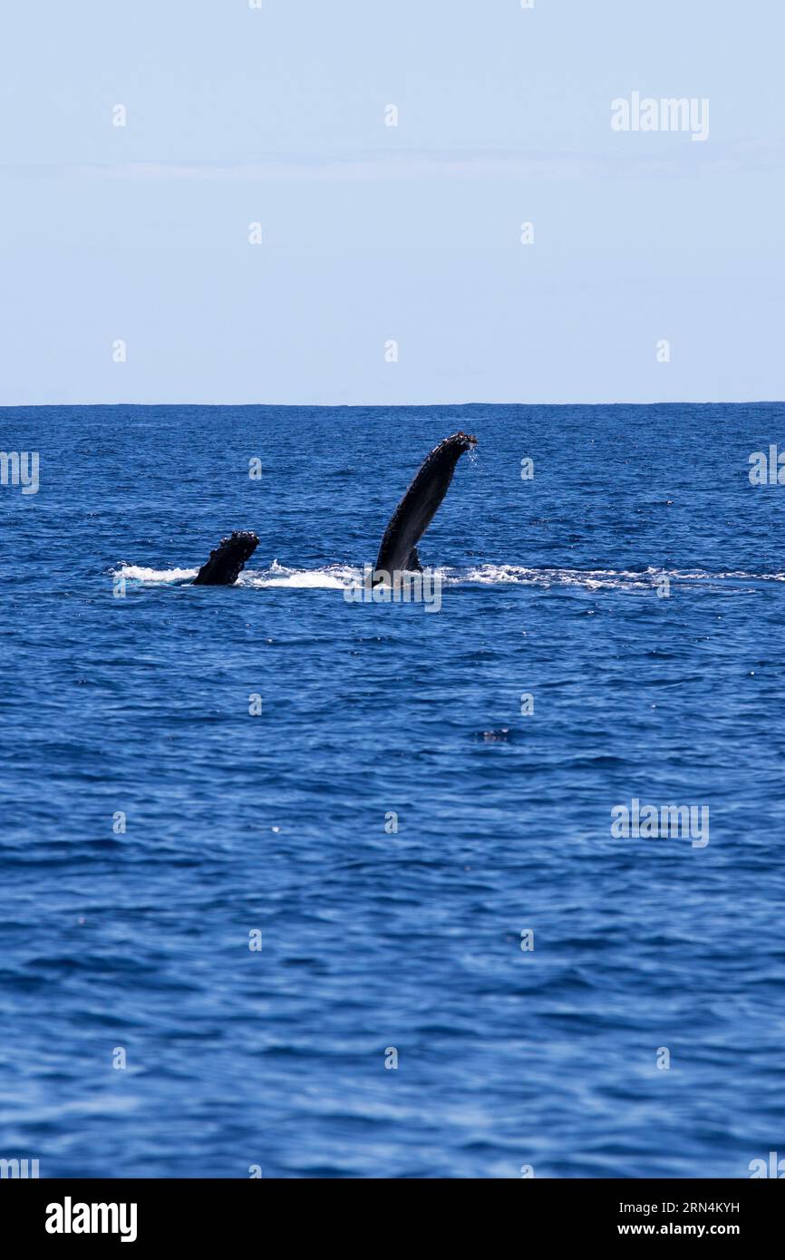 Humpback whale breaching ship hi-res stock photography and images - Alamy