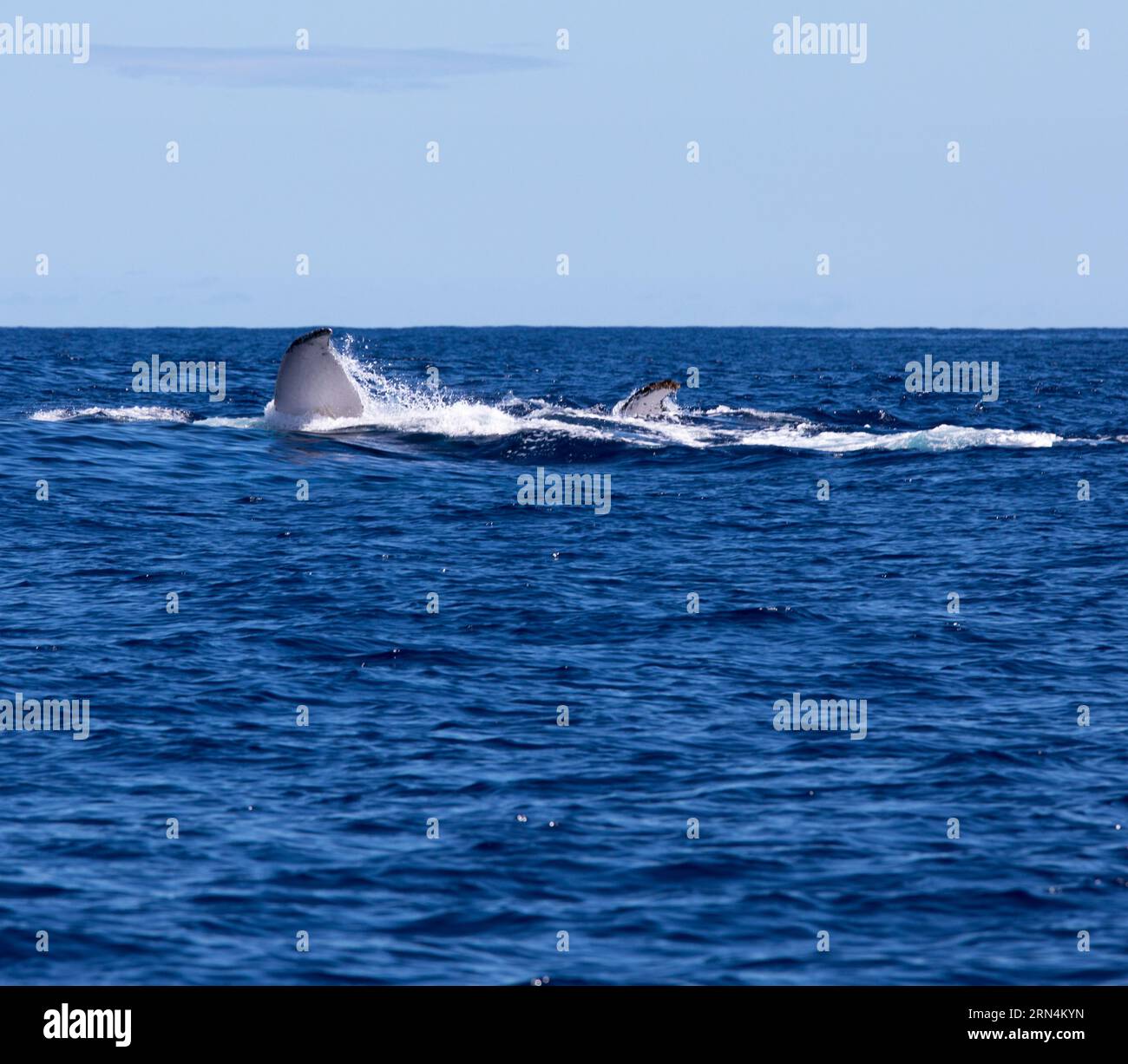 Humpback whale breaching ship hi-res stock photography and images - Alamy