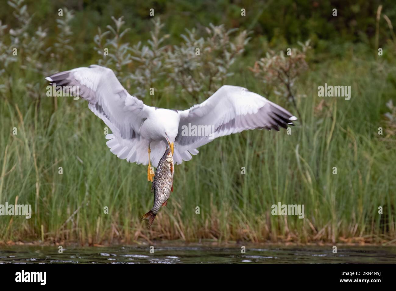 Lesser Black-backed Gull Stock Photo - Alamy