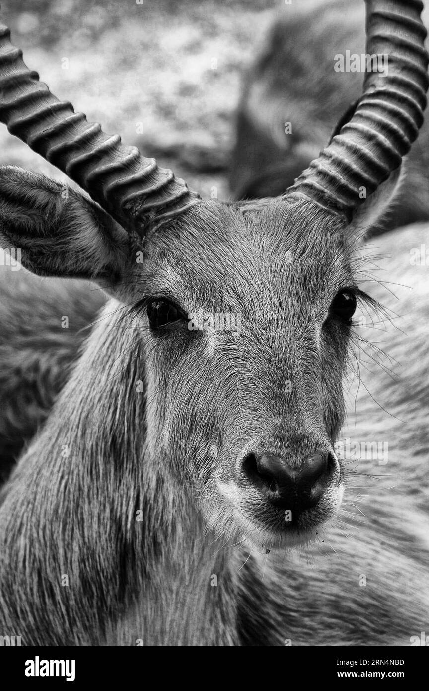 Water buck images hi-res stock photography and images - Alamy