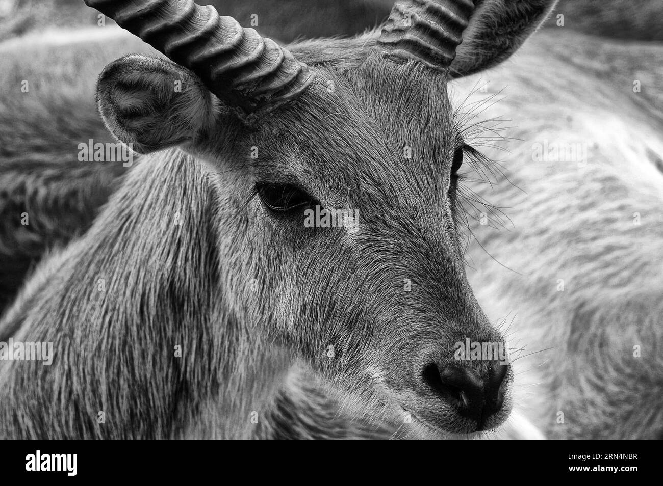 Water buck images hi-res stock photography and images - Alamy