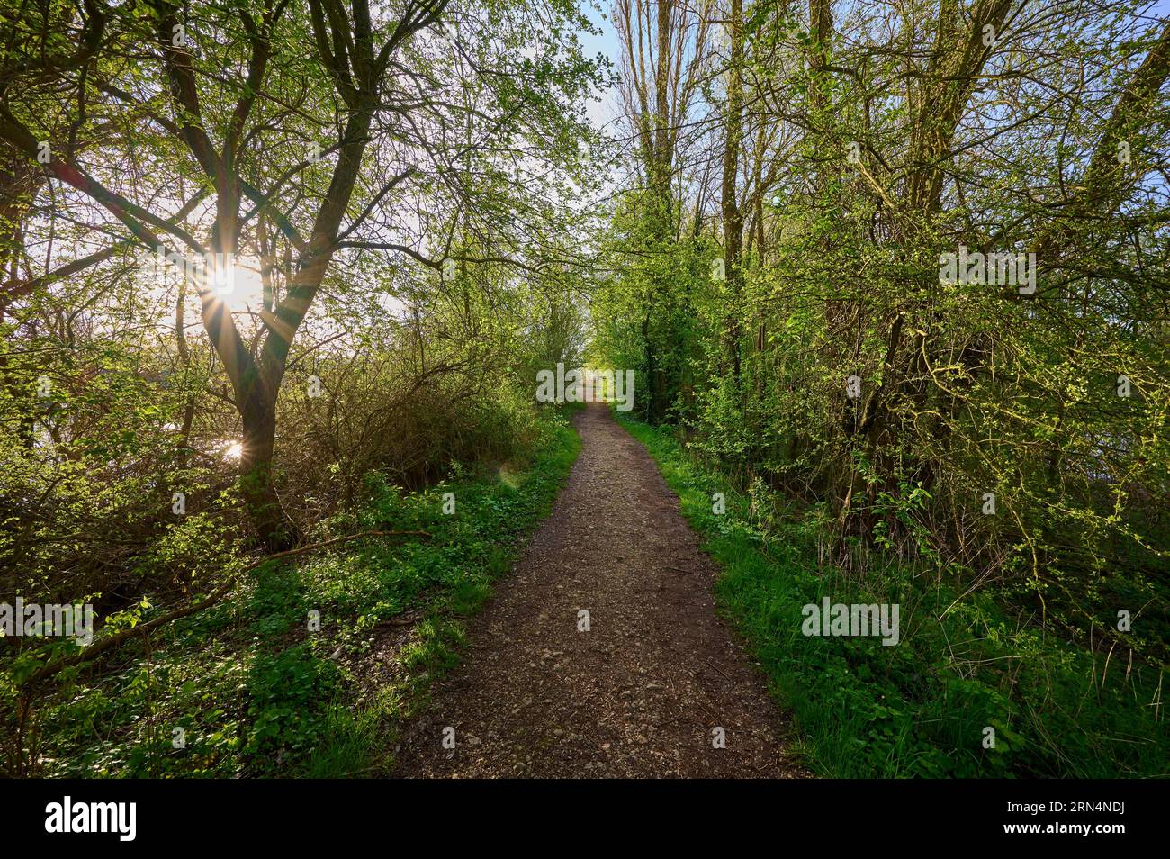 Path, Hedge, Sun, Morning, Spring, Bird Island, Altmuehlsee, Muhr am ...