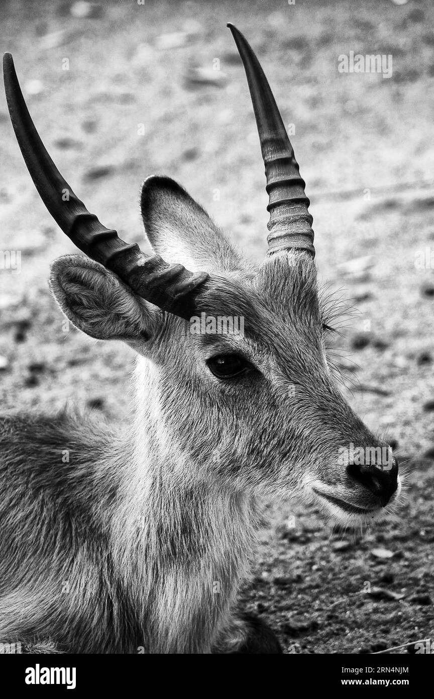Water buck images hi-res stock photography and images - Alamy